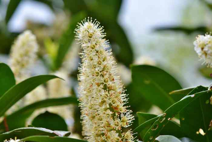 39 Small Trees (Under 30 Feet) for a Small Yard or Garden - Dengarden