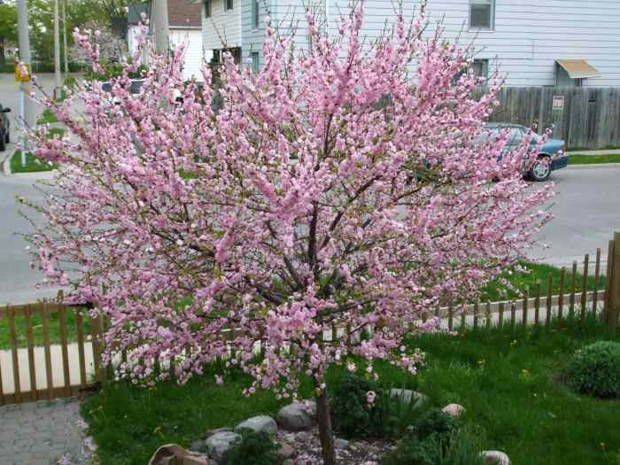 39 Small Trees (Under 30 Feet) for a Small Yard or Garden - Dengarden