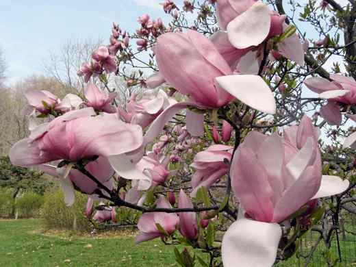 15 Types of Magnolia Trees and Shrubs (With Photos) - Dengarden