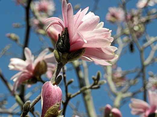 15 Types of Magnolia Trees and Shrubs (With Photos) - Dengarden