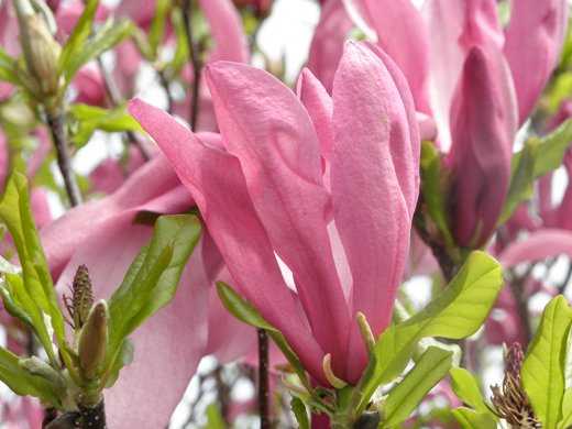 15 Types of Magnolia Trees and Shrubs (With Photos) - Dengarden