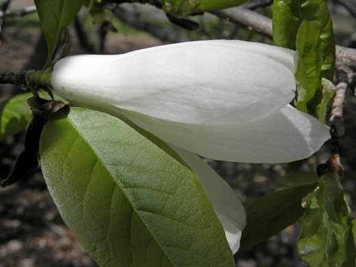 15 Types of Magnolia Trees and Shrubs (With Photos) - Dengarden