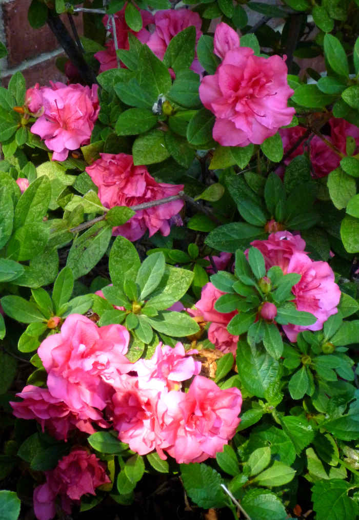 Pictures of Flowering Plants That Grow Well in My Houston Garden in ...