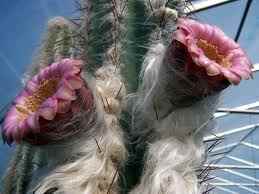 7 Types of Indoor Cactus Plants - Dengarden