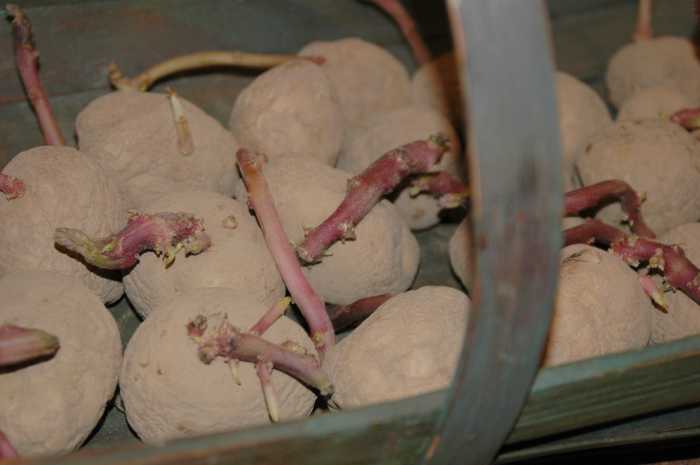 How to Grow Potatoes in Containers (From Trash Cans to Tires) - HubPages