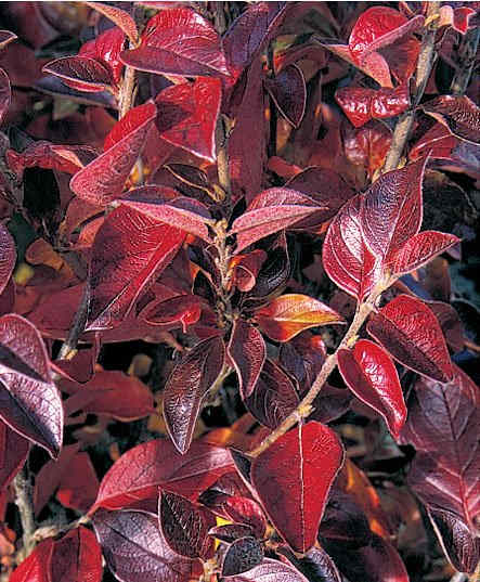 How to Care for a Peking Cotoneaster Hedge - Dengarden