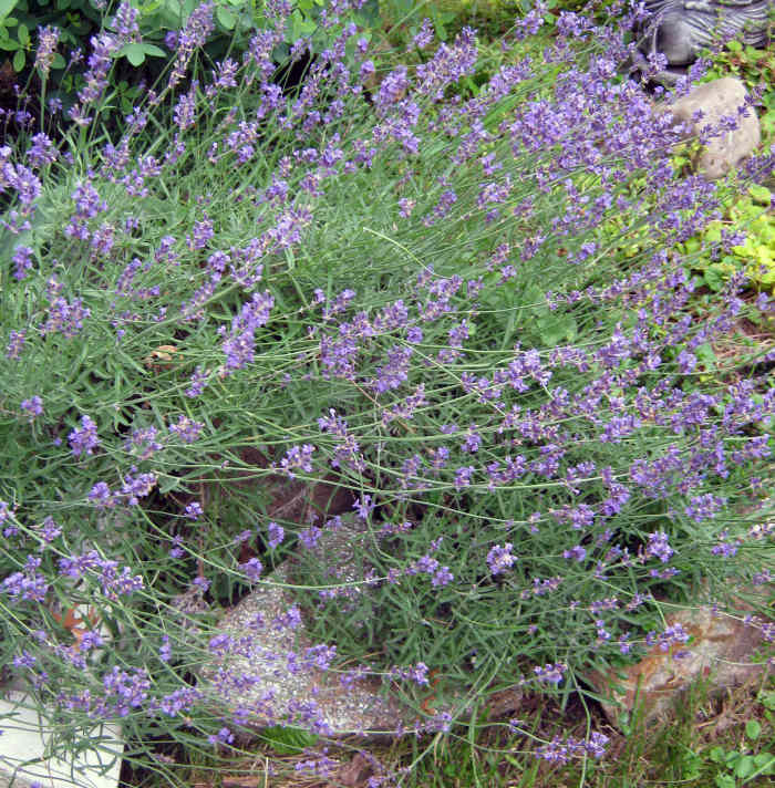 Aromatic Plants for a Home Garden Design - Dengarden