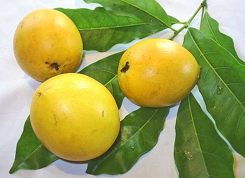 Tropical Taste of Hawaii: The Amazing Abiu Fruit - Dengarden