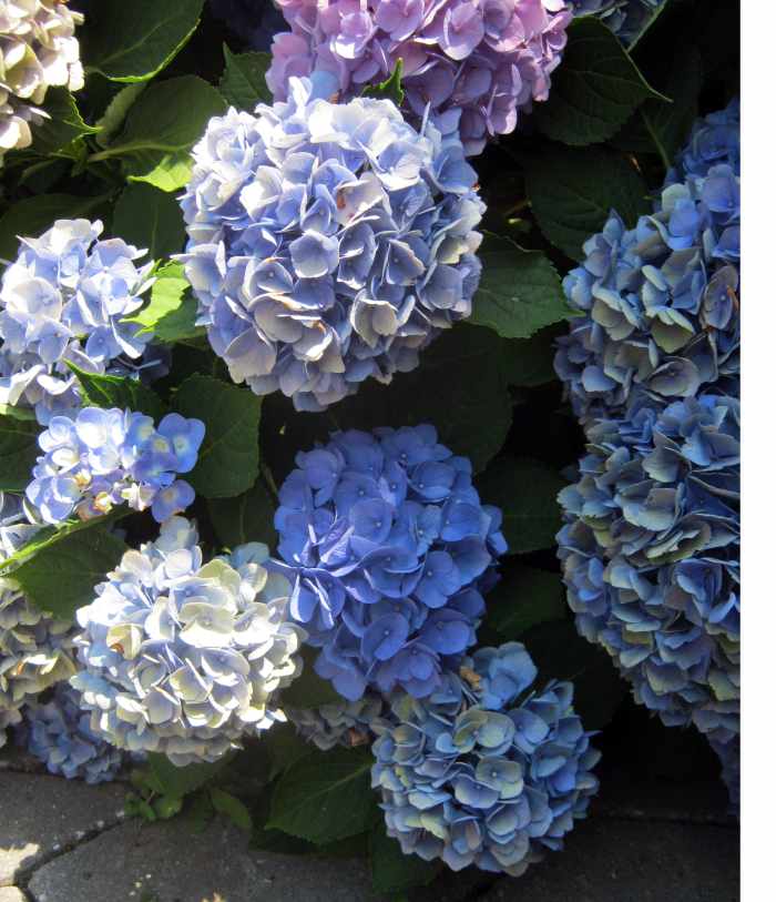 Plant Hydrangeas for Large, Long Lasting Blooms - Dengarden
