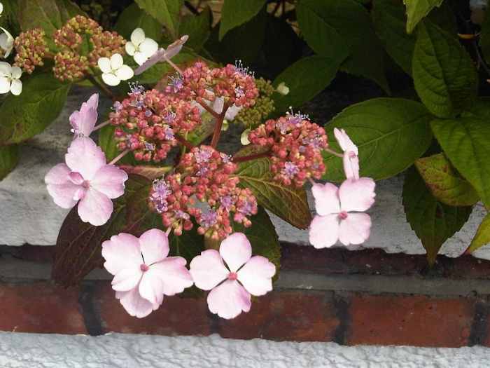 Plant Hydrangeas for Large, Long Lasting Blooms - Dengarden