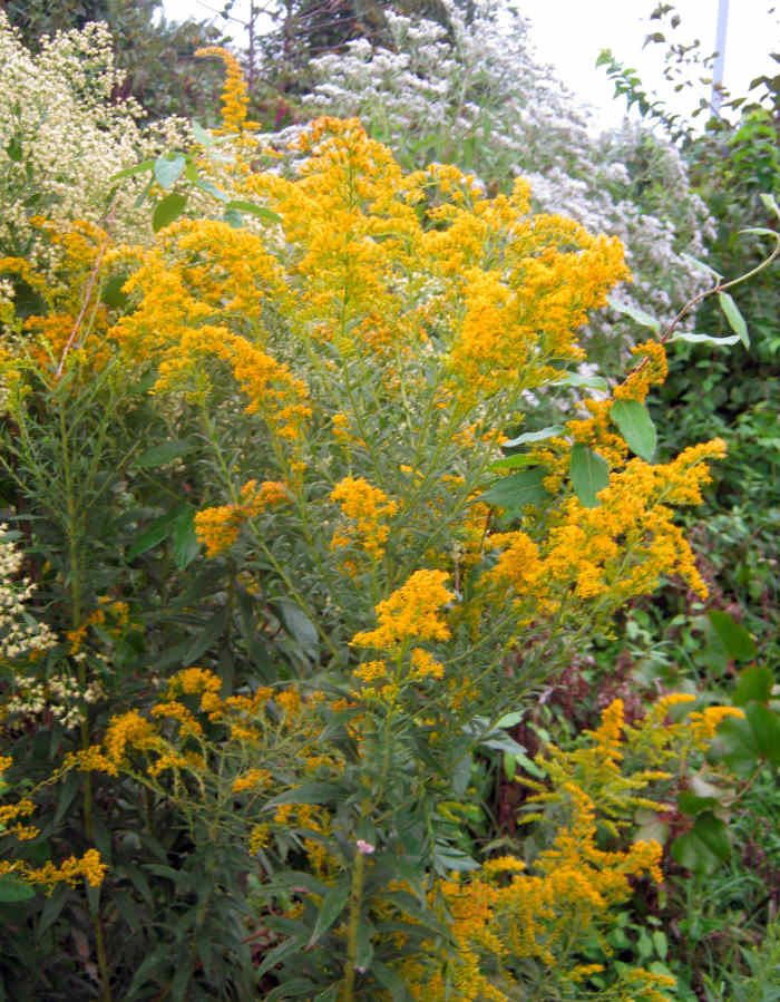 Fall Flowers: 11 Late-Blooming Perennials and Shrubs - Dengarden