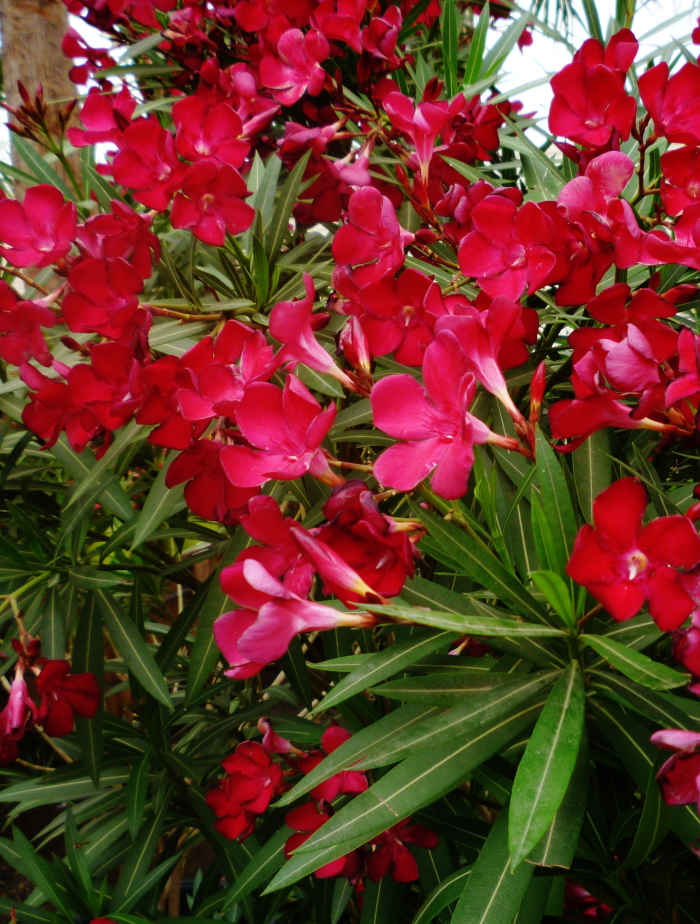 Oleander: Hardy, Evergreen Southern Beauty (With Pictures) - HubPages
