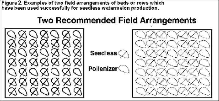 How to Grow Seedless Watermelons in 5 Simple Steps - HubPages