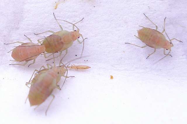 Guide to Parsley Pests - Dengarden