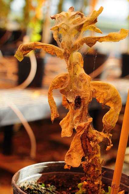 Mint Plant Pests: Identification and Removal - Dengarden