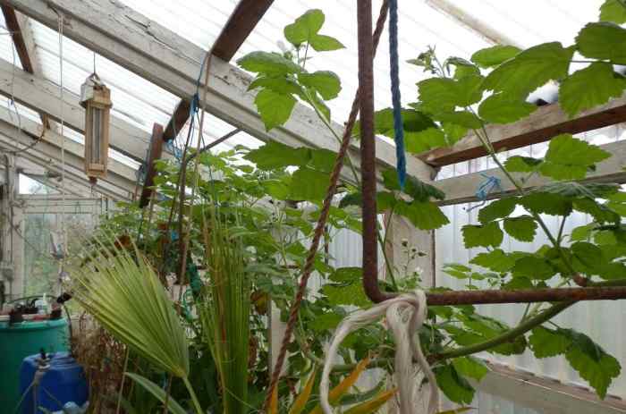 How to Grow Loganberry and Enjoy Its Fruit - HubPages
