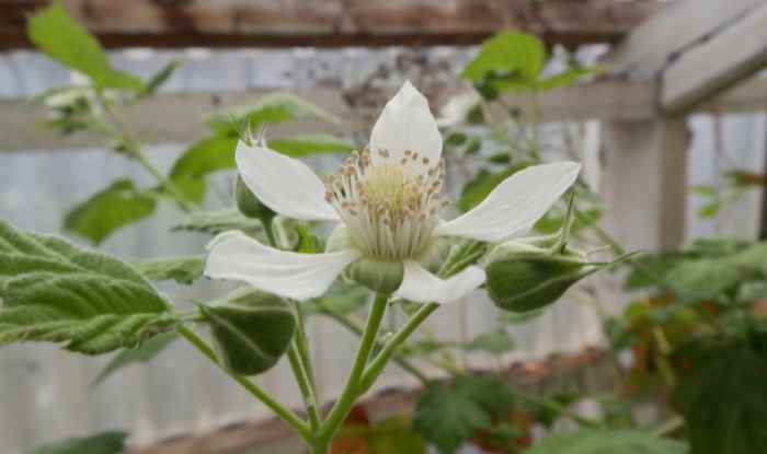 How to Grow Loganberry and Enjoy Its Fruit - HubPages
