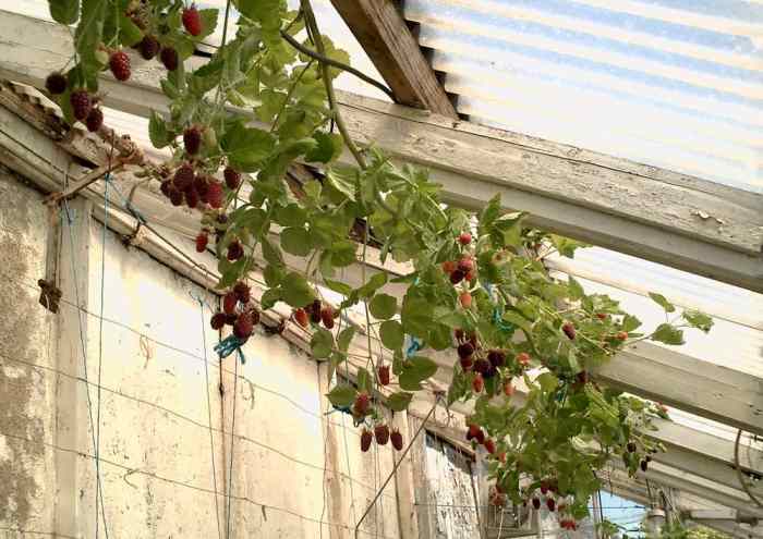 How to Grow Loganberry and Enjoy Its Fruit - HubPages