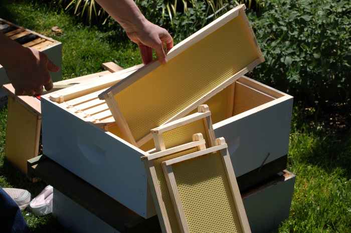 How to Install a Package of Bees in a New Hive - Dengarden