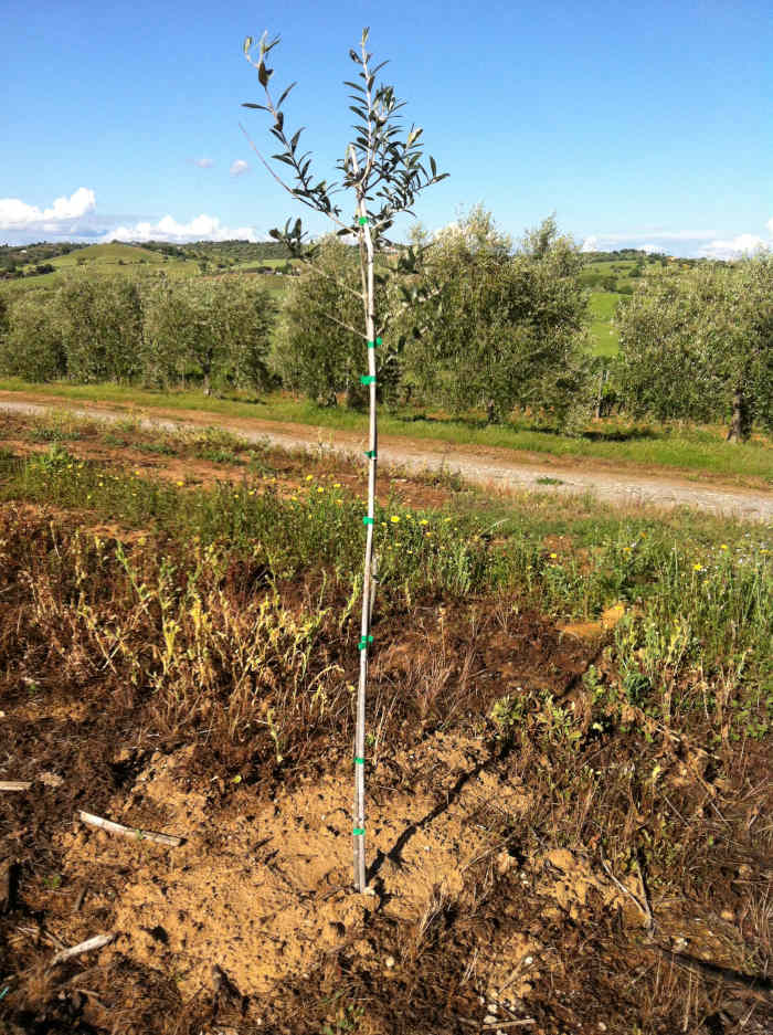 How to Plant and Grow Olive Trees: Advice From Tuscany - Dengarden