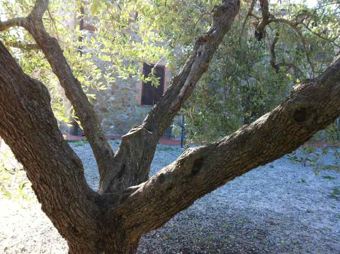 How and When to Prune an Olive Tree (the Tuscan Way) - Dengarden