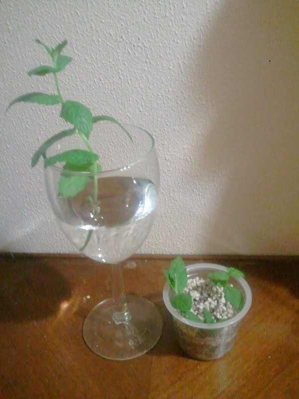 How to Grow Mint Indoors - HubPages