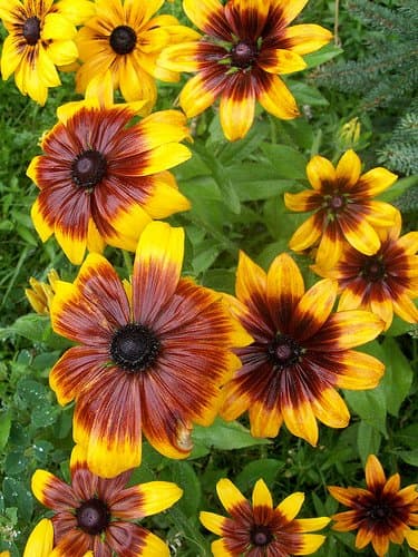 Five Common Types of Daisies - Dengarden