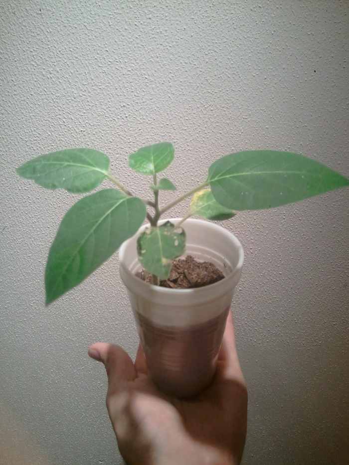 Growing Datura Moonflowers - HubPages