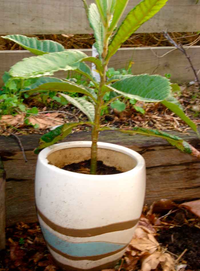 How to Choose Plants for Container Gardens - HubPages