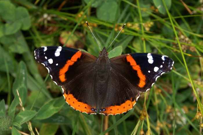 Ten Beautiful Oklahoma Butterfly Species and How to Attract Them ...