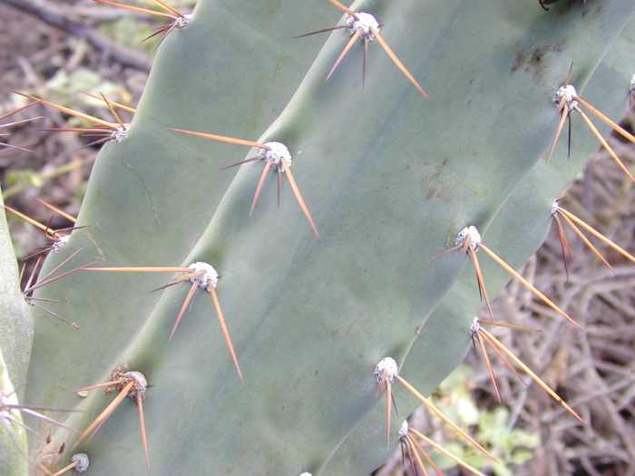 Cactus Characteristics, Types, History, and More - HubPages
