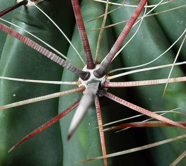 Cactus Characteristics, Types, History, and More - HubPages