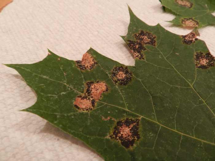 How to Identify and Control Maple Tar Spot - HubPages