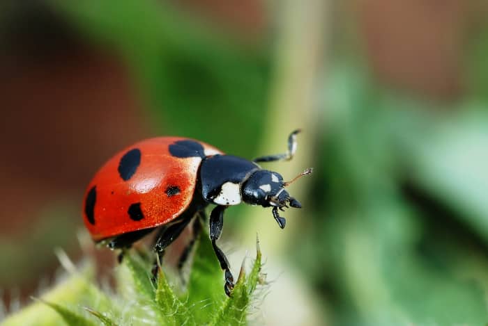 7 Ways Ladybugs Help Humans Plus Tips and Facts - Dengarden