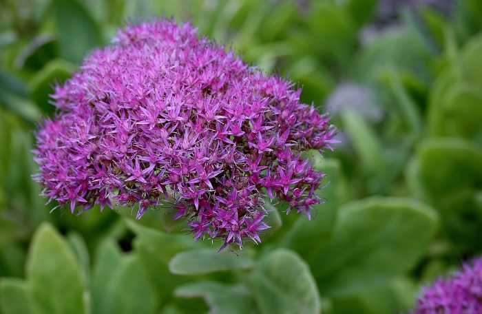 Photo Guide to Sedum 'Autumn Joy' (Live Forever Plant) - HubPages