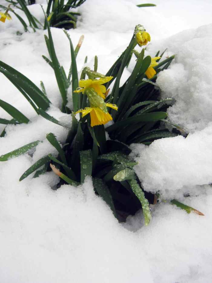 How to Plant & Grow Dwarf Daffodils: A Tiny, Early Spring Flower ...