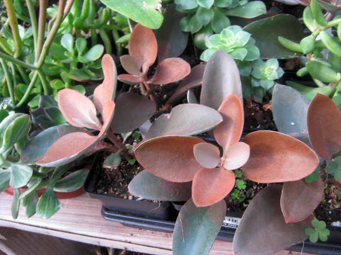 A Gallery of Succulents (and How to Grow Them) - Dengarden
