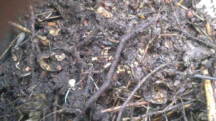 How to Fix Slimy Compost and Stop It From Turning to Sludge - Dengarden