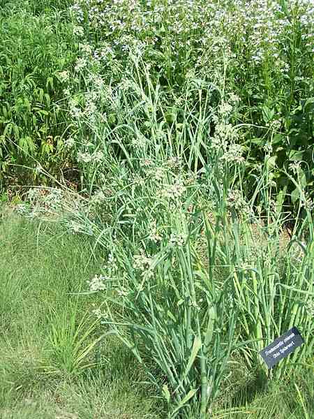 Using Common Spiderwort as an Ornamental Garden Plant - Dengarden