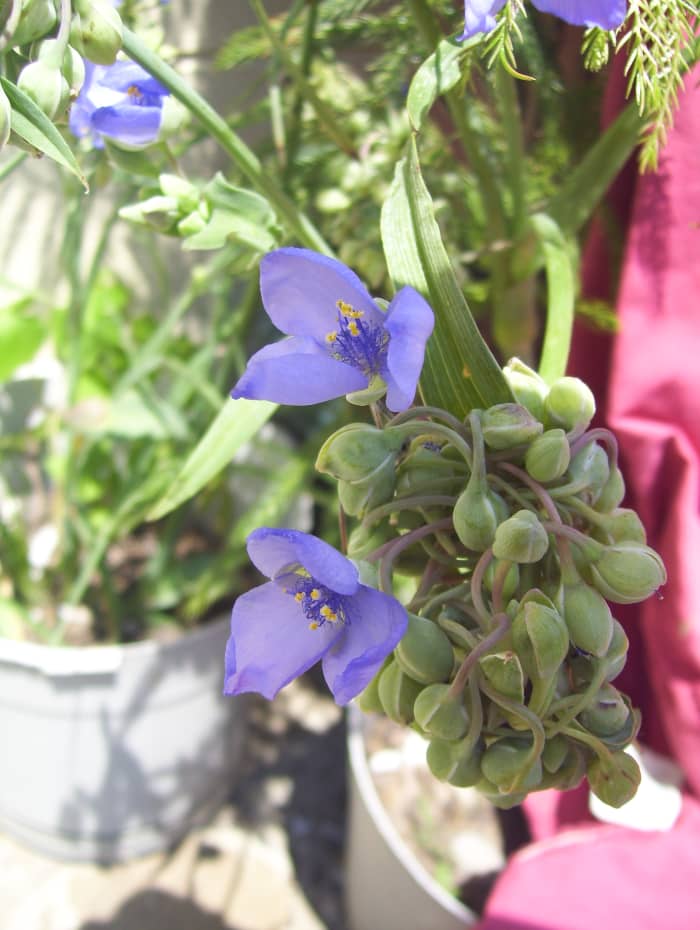 Using Common Spiderwort As An Ornamental Garden Plant Dengarden