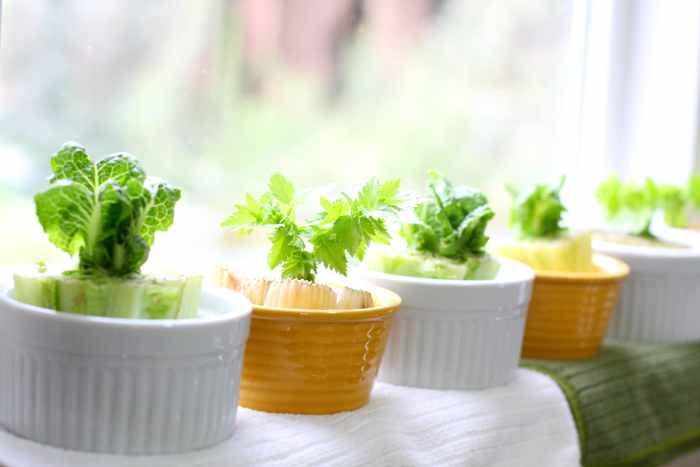 How to Grow Celery From a Stalk - Dengarden