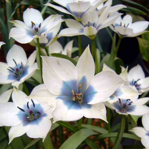 Species Tulips (Botanical Tulips) - Dengarden