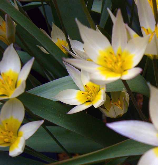 Species Tulips (Botanical Tulips) - Dengarden