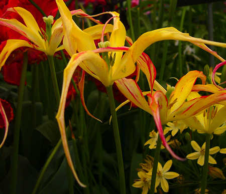 Species Tulips (Botanical Tulips) - Dengarden