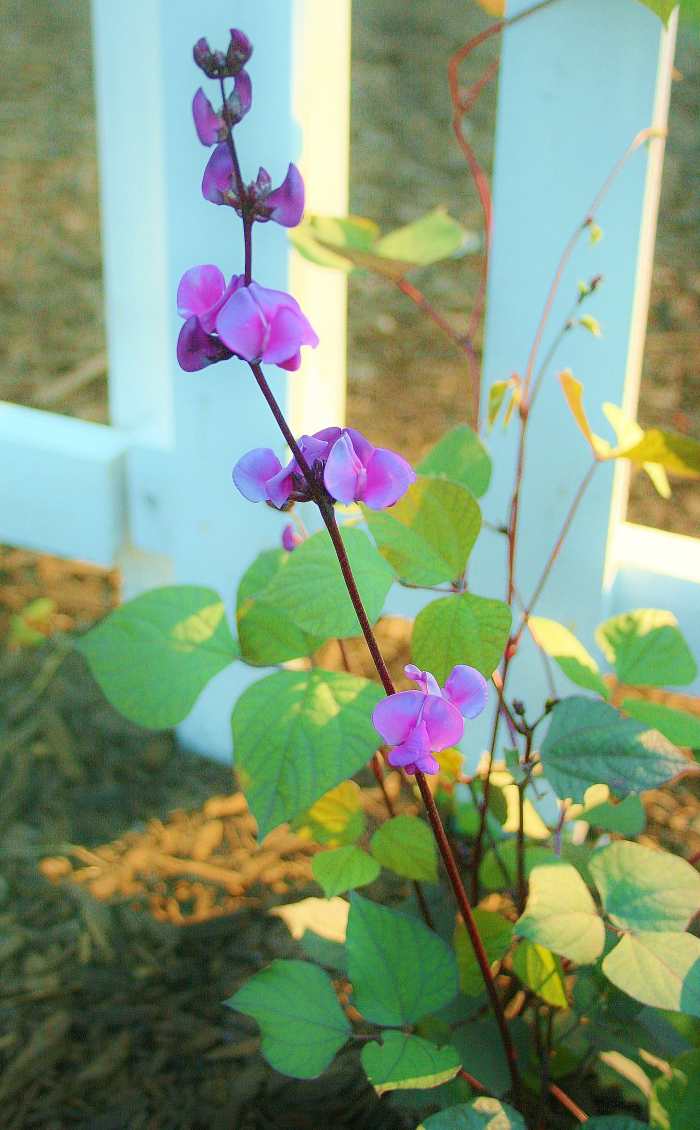 Hyacinth Bean Vines Grow Like Magic! - Dengarden