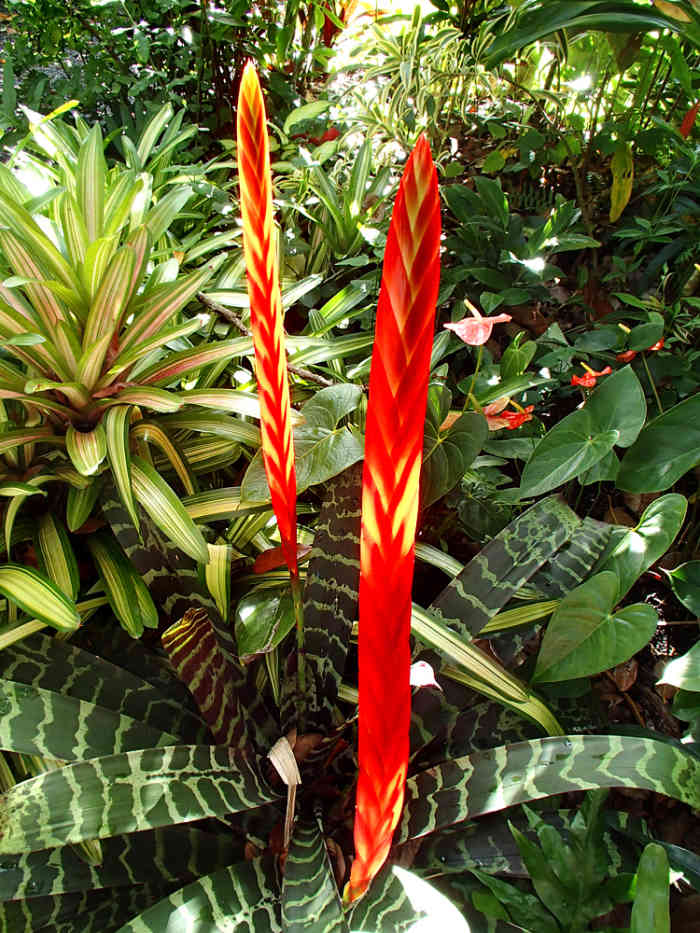 How to Use the Color Wheel to Design Your Flower Garden - Dengarden