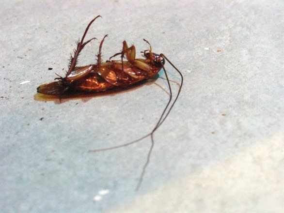 How to Email Landlord/Apartment Manager About Cockroaches - Dengarden