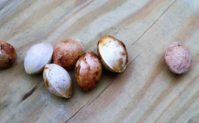 How to Start a Ginkgo Tree From Seed - HubPages