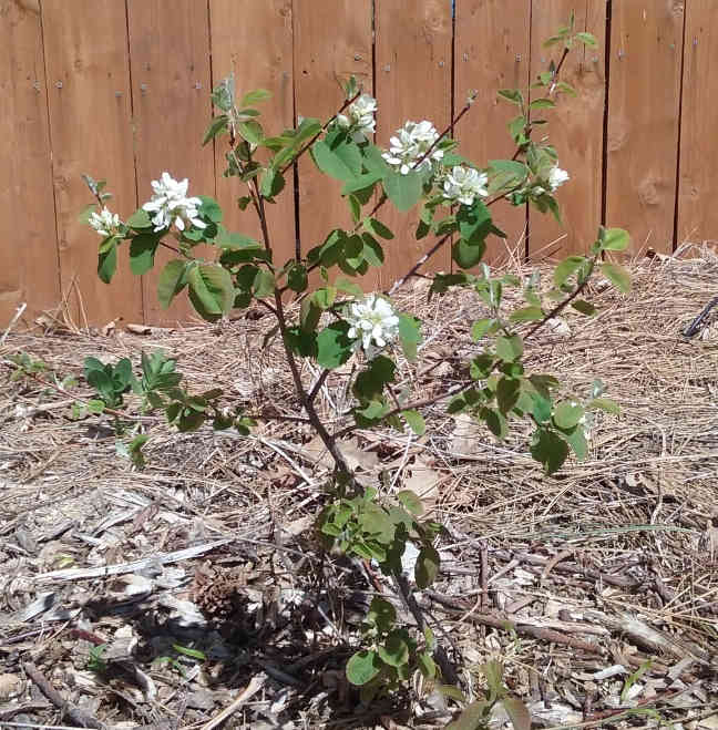 10 Edible Plants for Early Spring - Dengarden