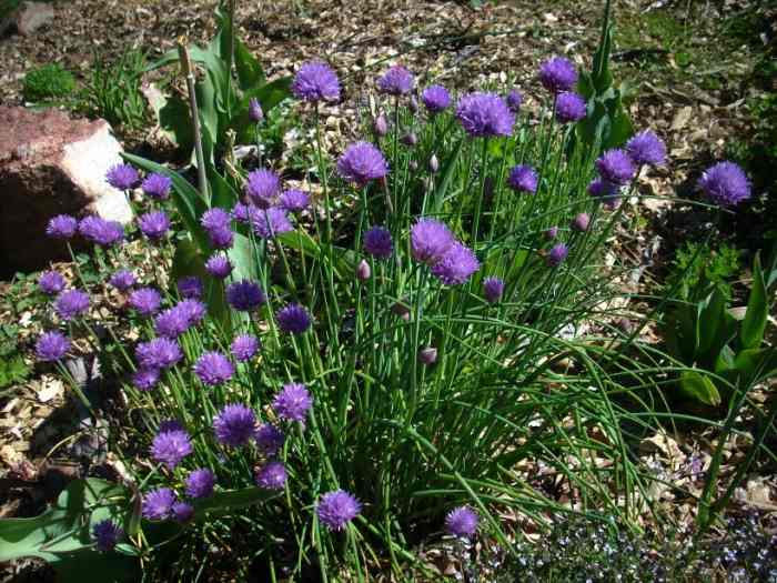 10 Edible Plants for Early Spring - Dengarden